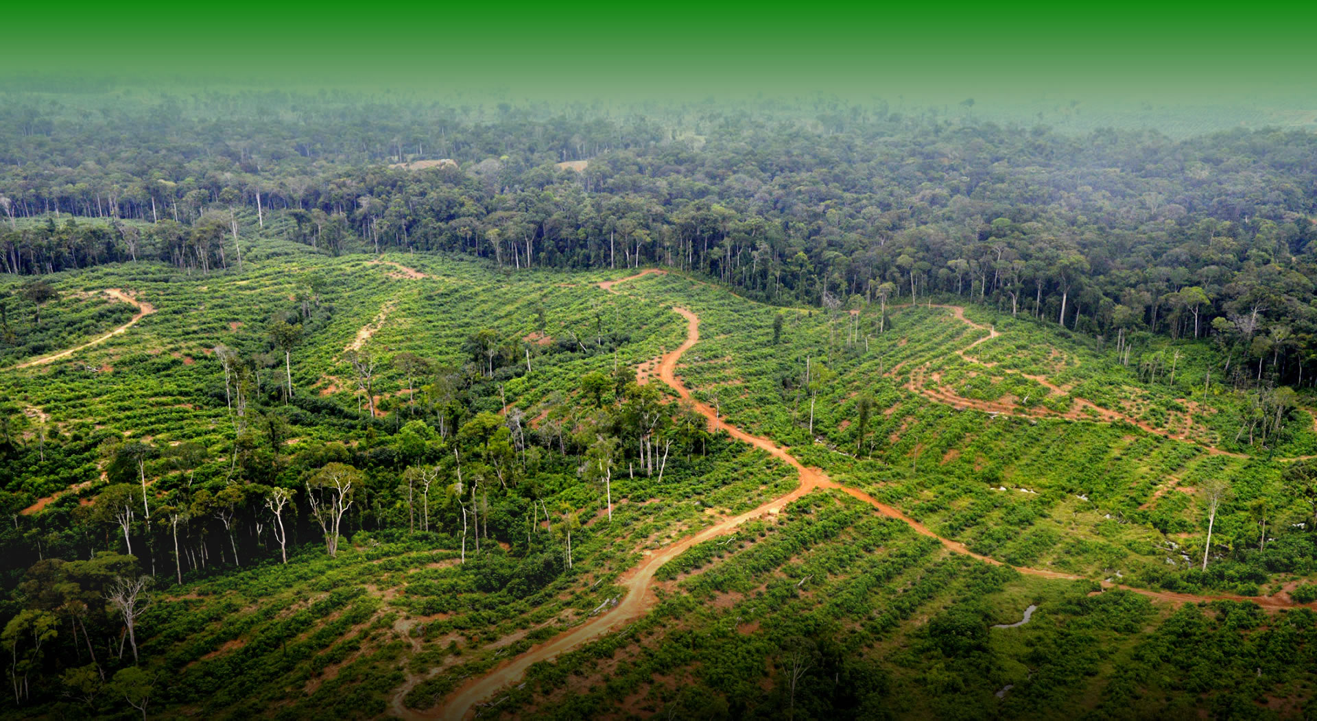 Green Bliss Foundation – Advancing Green Growth
